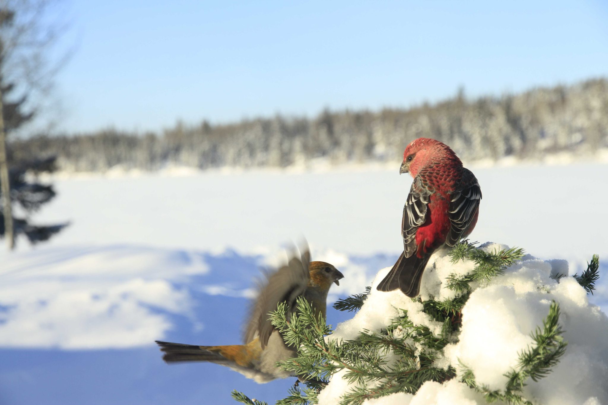 Community Gardens – Food Matters Manitoba